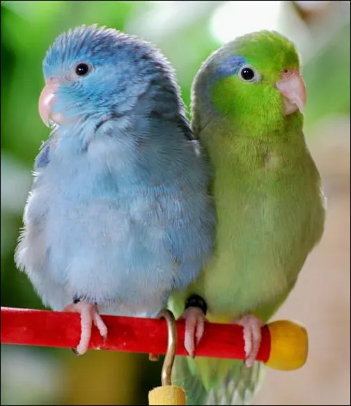 Toui Celeste Ou Perruche Moineau Tout Savoir Comment L lever Toui Celeste Ou Perruche Moineau Tout Savoir Comment L lever